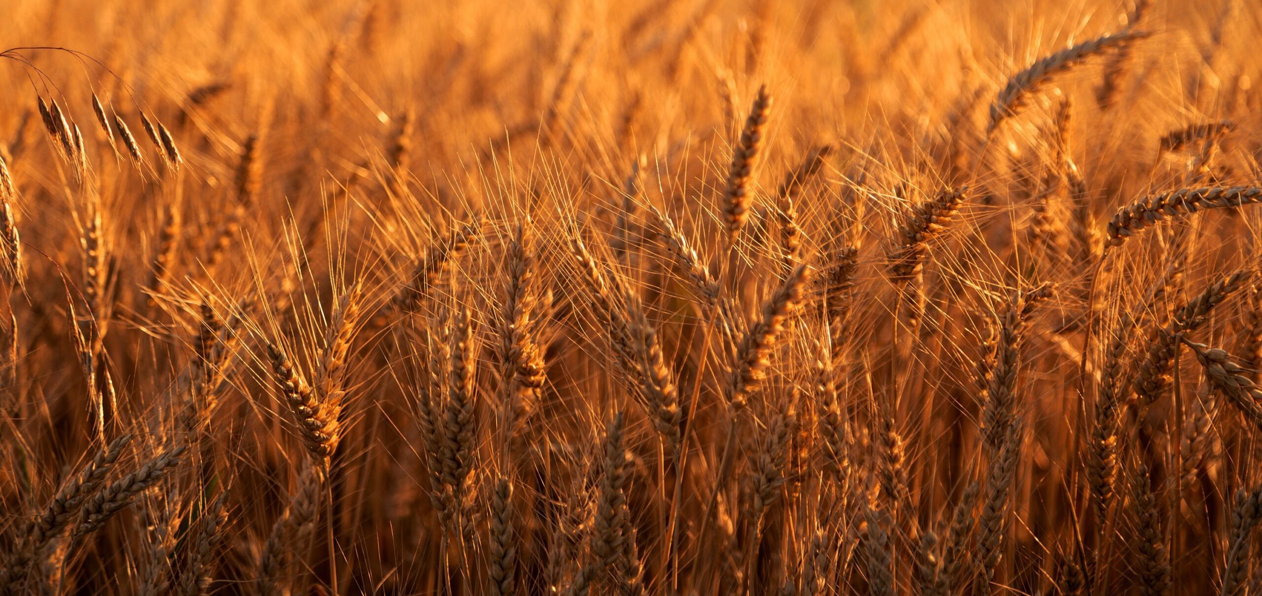 Breeding for a Changing Climate - Arable