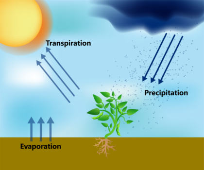 A Guide to Measuring Evapotranspiration & Crop Coefficient - Arable