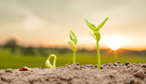 A Guide to Growing Degree Days (GDD): Linking Temperature and Crop ...